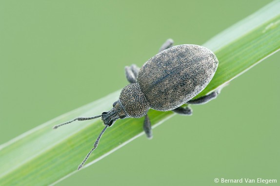 Weevil Species Bernard Van Elegem
