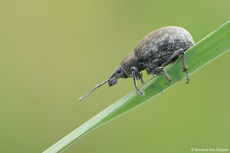Weevil Species Bernard Van Elegem